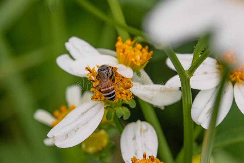 A Bee is Sitting on a Flower Drinking Nectar Stock Photo - Image of ...