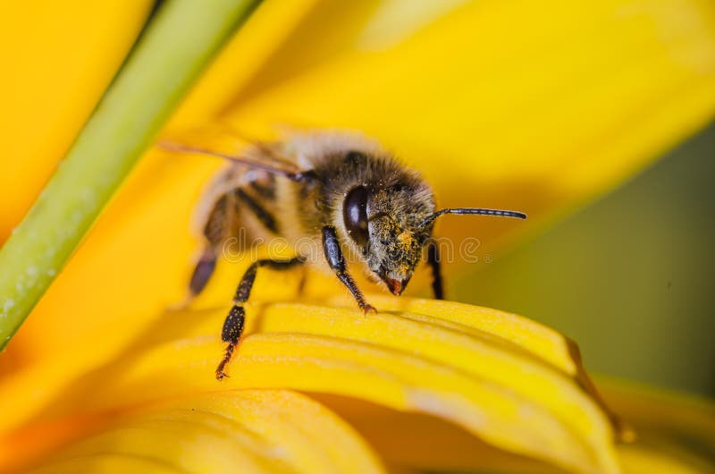 Bee Sitting on a Flower Peta/honey Bee Sitting on a Yellow Flower Petal ...