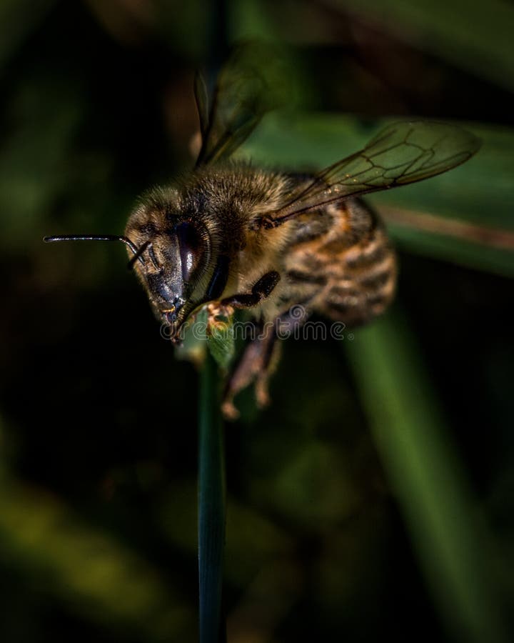 Little Bee on Grass_DSC3444 Stock Image - Image of beauty, animals ...