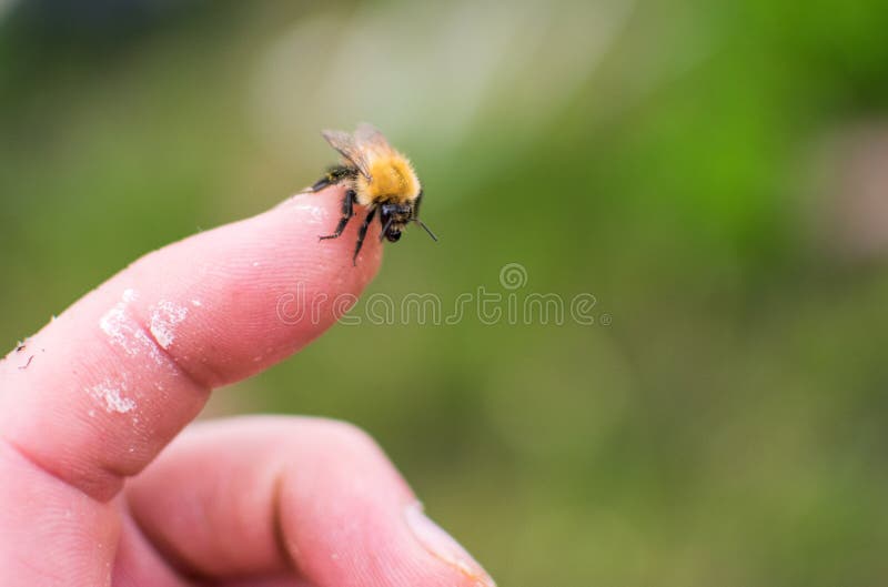 Bee Sitting on Human Finger Stock Photo - Image of hand, human: 77880298