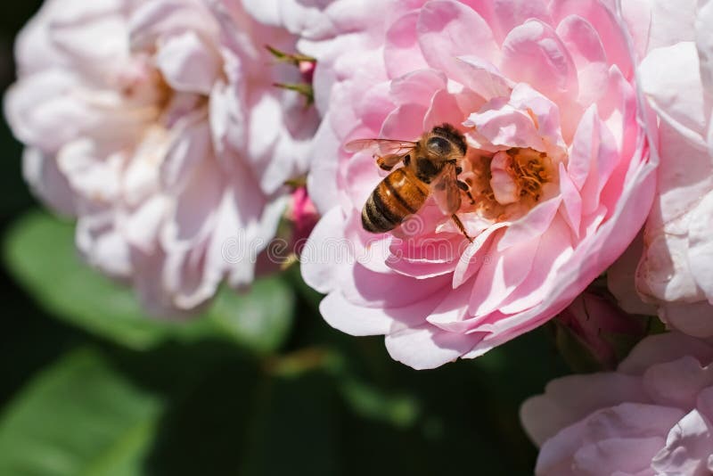 Bee Sitting on a Rose stock photo. Image of garden, natural - 137613228