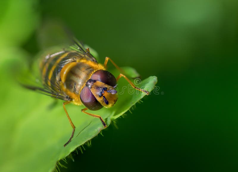 Bee Sitting in the Sun on a Leaf Makro Stock Photo - Image of flora ...