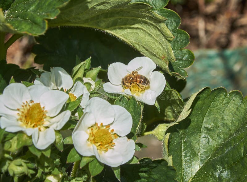 A Bee is Sitting on a White Strawberry Flower Stock Image - Image of ...