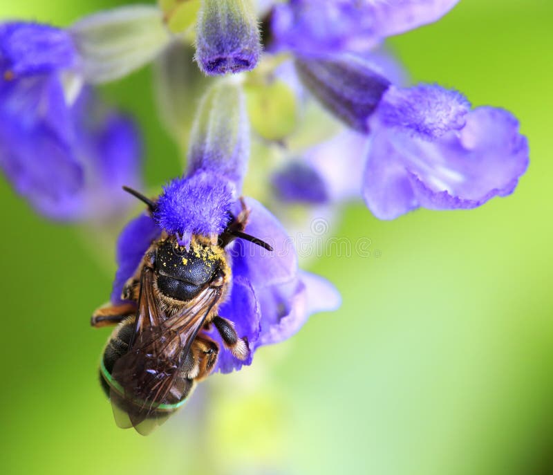 Bee sitting on wild flower stock image. Image of nature - 33476477
