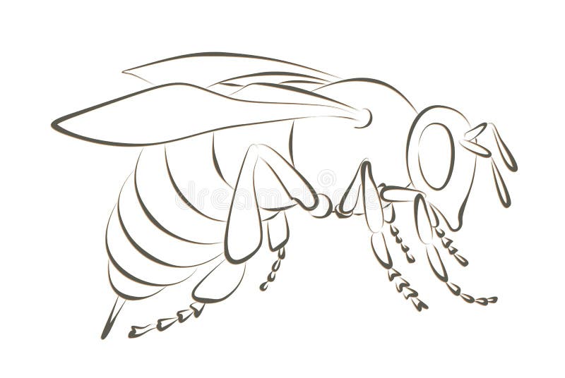 Flying Bee Sketch Stock Illustrations – 1,483 Flying Bee Sketch Stock ...