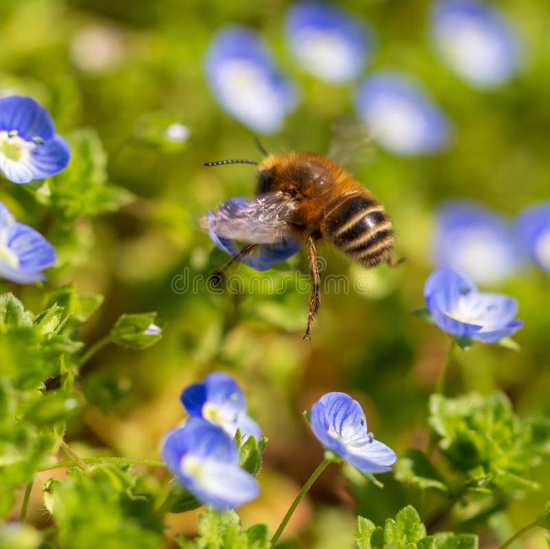Bee on Small Blue Flowers on the Grass Stock Image - Image of pattern ...