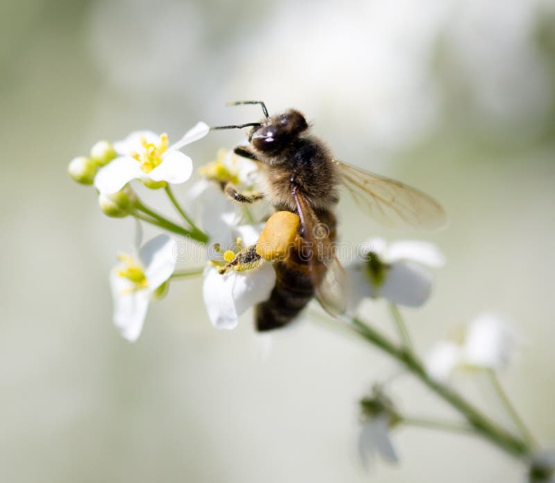 Bee on Small White Flowers in Nature Stock Image - Image of season ...