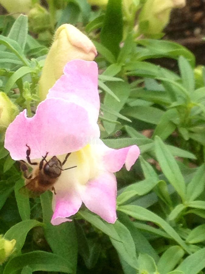 Bee on a Snapdragon stock photo. Image of flower, bugs - 53684774