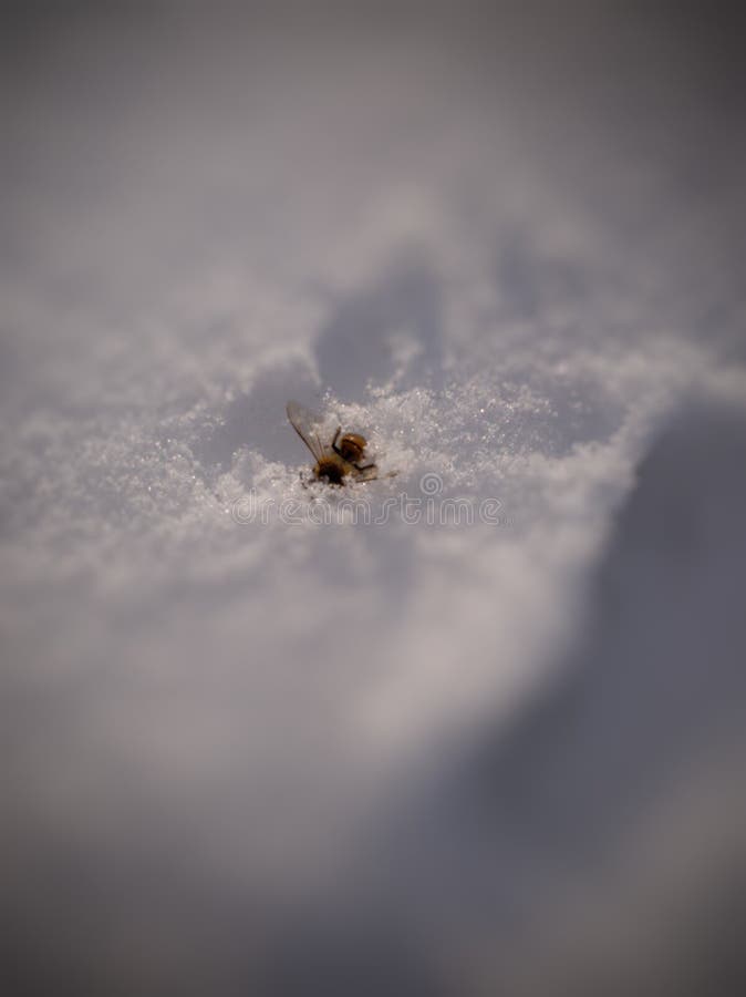 Bee in snow . stock image. Image of nature, winter, snow - 143356869