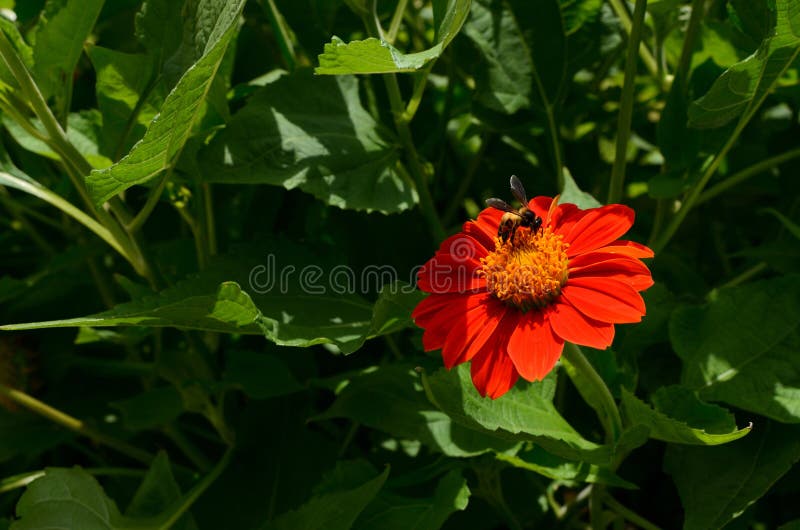 Starving Bee Stock Photos - Free & Royalty-Free Stock Photos from ...