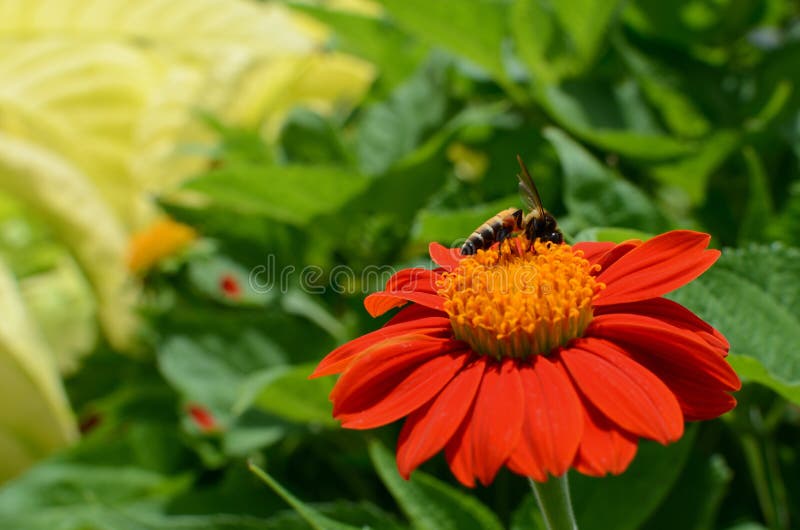 Bee on source of nectar. stock photo. Image of starving - 76239418