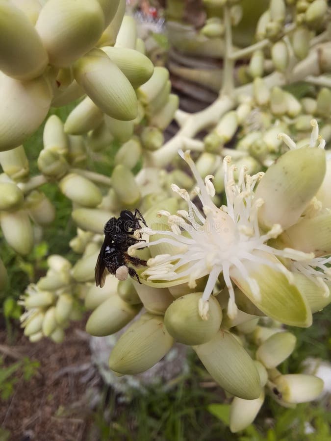 Bee Species on Flower, Pollination Stock Image - Image of green, flower ...