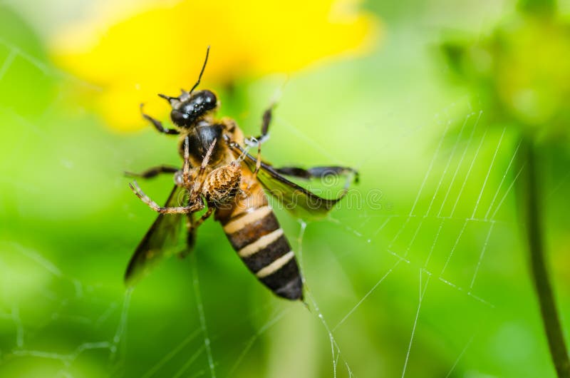 Bee and Spider Macro in Green Nature Stock Photo - Image of worker ...