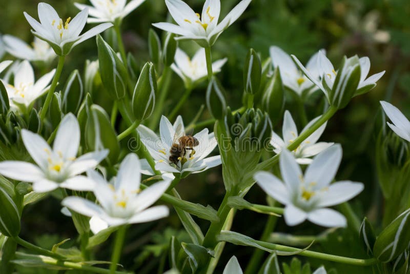 Bee spring already! stock image. Image of pollen, growing - 30825165