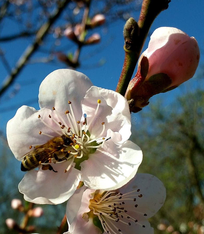 Bee stock image. Image of flower, spring, insect, apricotflower - 89404163
