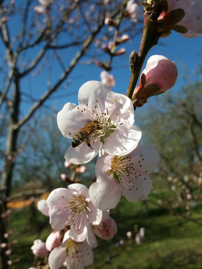 Bee stock image. Image of spring, cherry, twig, tree - 89404263