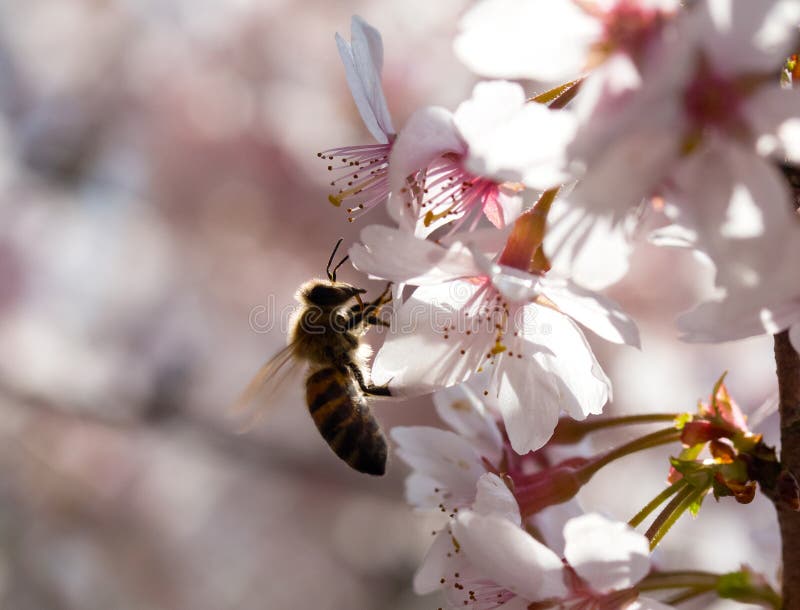 Bee on a Spring Flower of Cherry Stock Photo - Image of sunshine ...