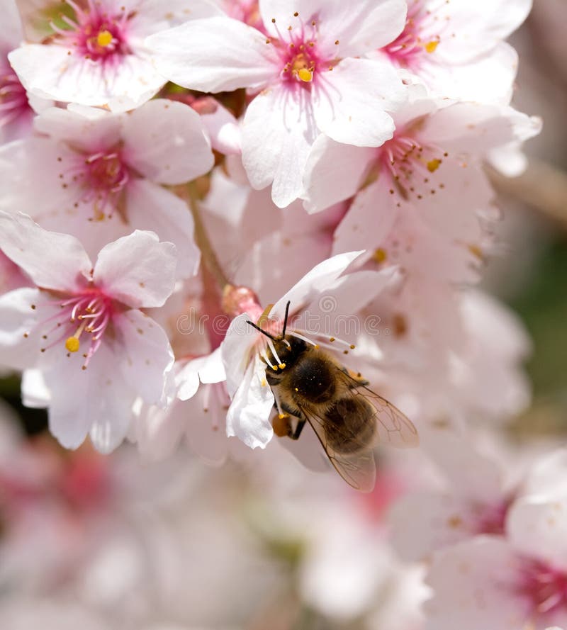 Bee on Spring Flower of Cherry Stock Image - Image of flowers, brown ...