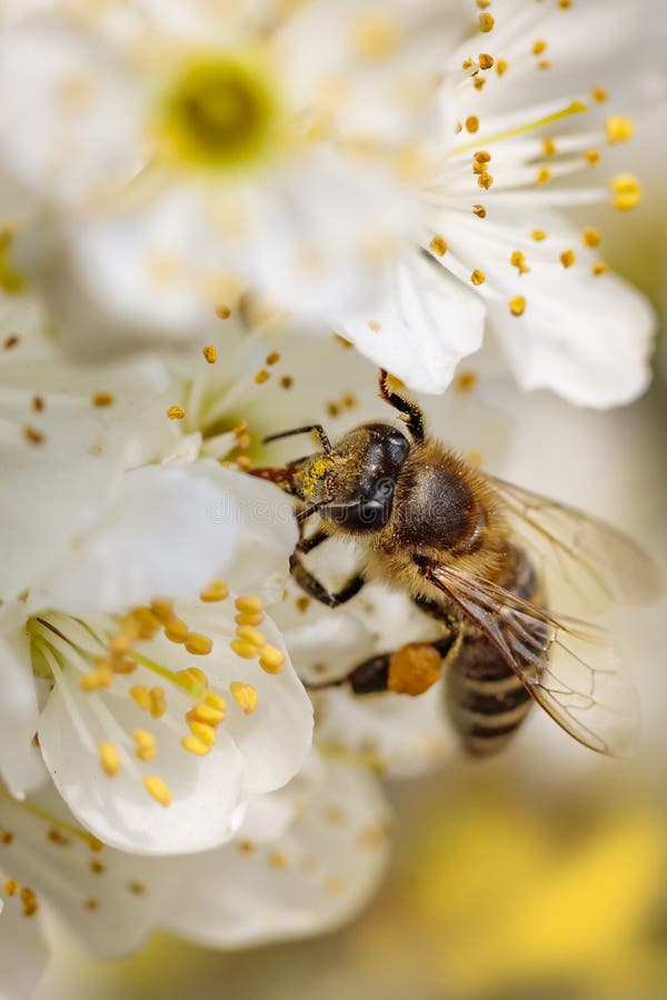 Bee on a Spring Flower Collecting Pollen Stock Image - Image of ...