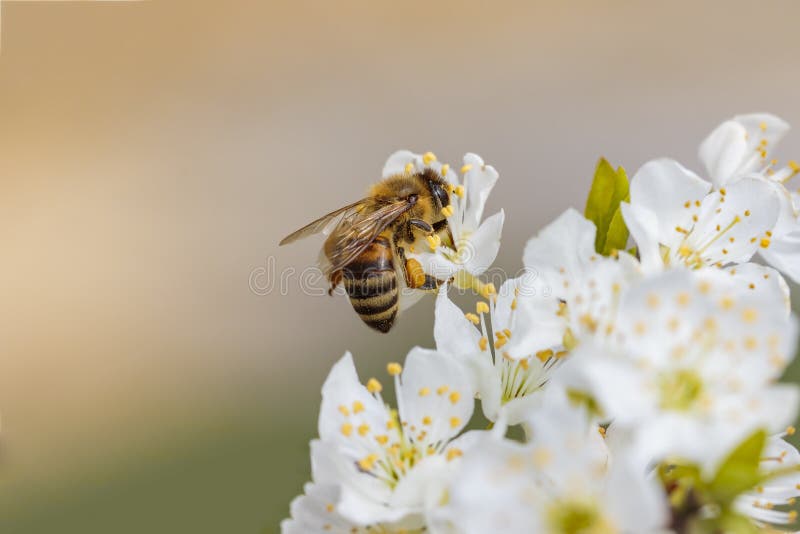 Bee on a Spring Flower Collecting Pollen Stock Image - Image of flower ...