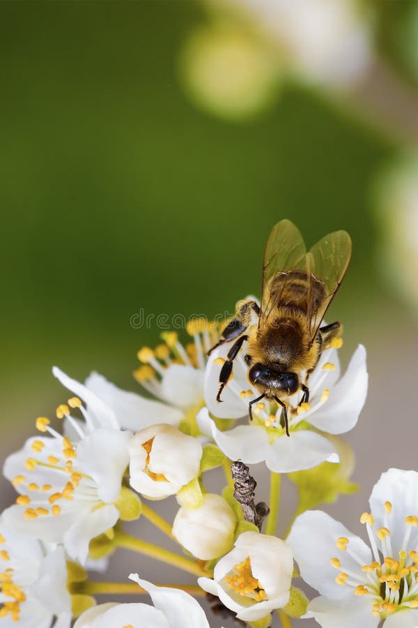 Bee on a Spring Flower Collecting Pollen Stock Photo - Image of lush ...