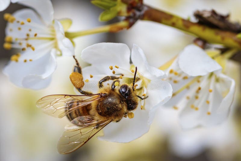 Bee on a Spring Flower Collecting Pollen Stock Photo - Image of ...