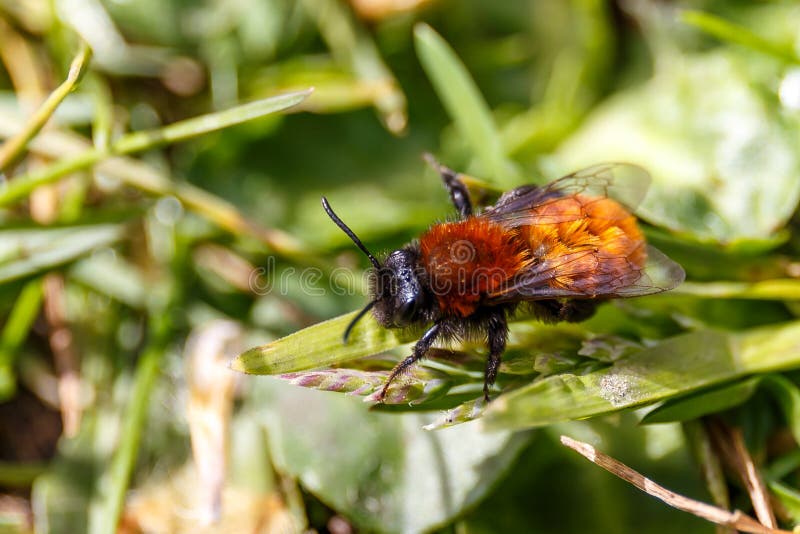 Bee in spring stock photo. Image of young, spring, britain - 69685894