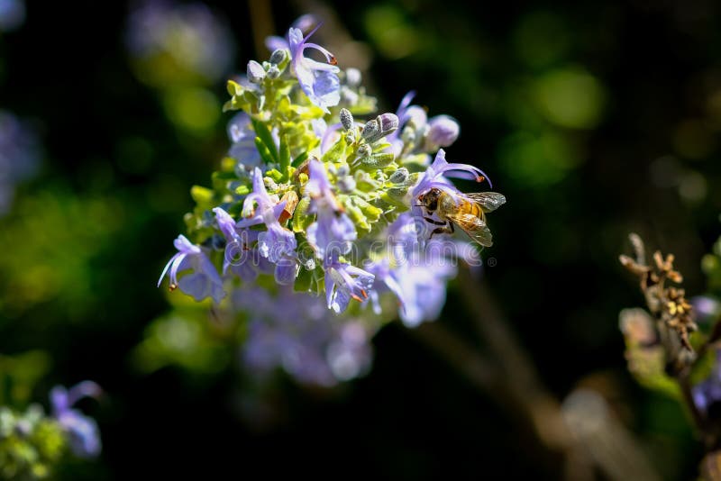 Bee in the spring time stock photo. Image of insect, tree - 87805830