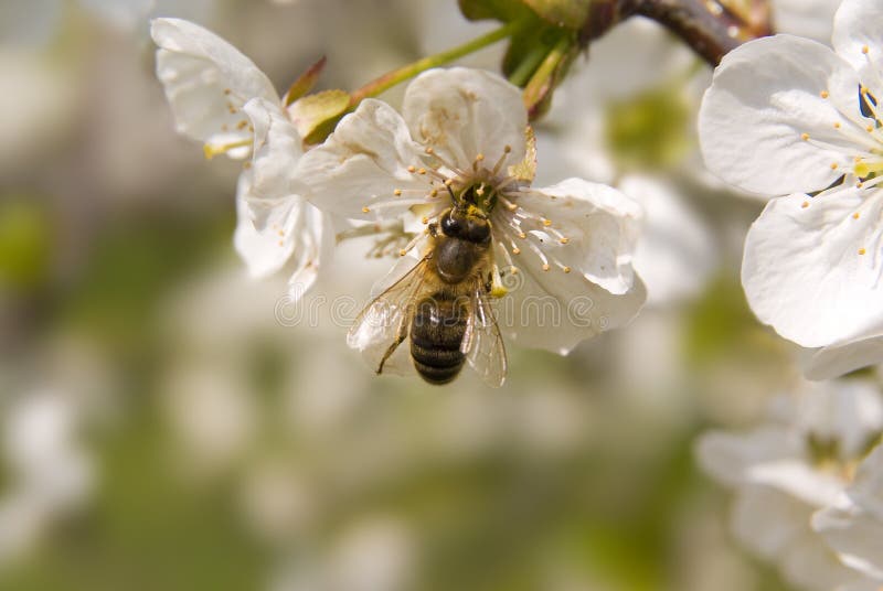 Bee on spring tree flowers stock photo. Image of hiving - 14409958