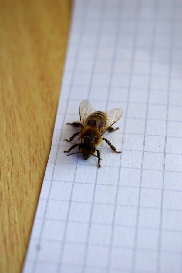 Bee on square papper stock photo. Image of gold, natural - 143735392