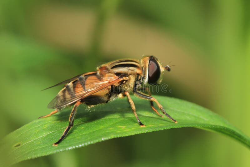 The Bee is Stalking Its Prey Stock Image - Image of insect, mengintai ...