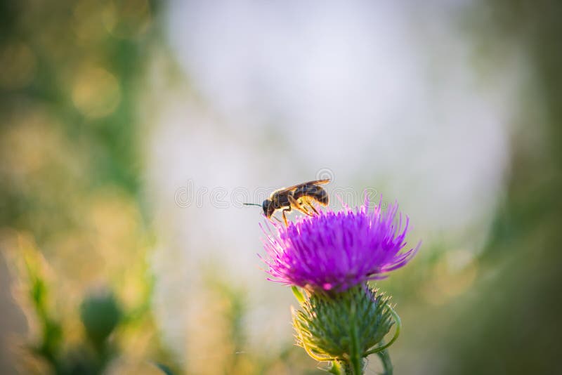 Bee standing on a flower stock photo. Image of garden - 59169178