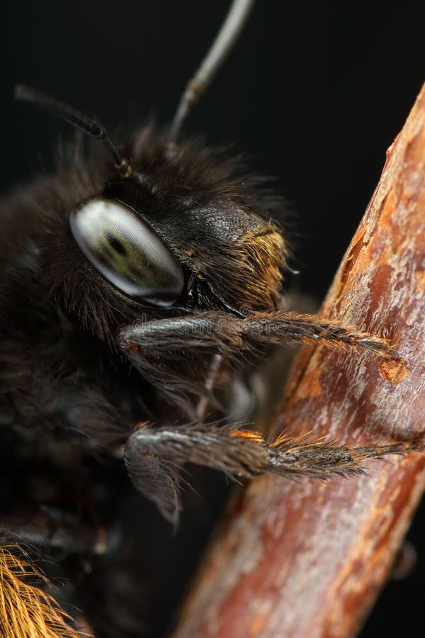 Bee on a stick stock photo. Image of antennae, garden - 247129410