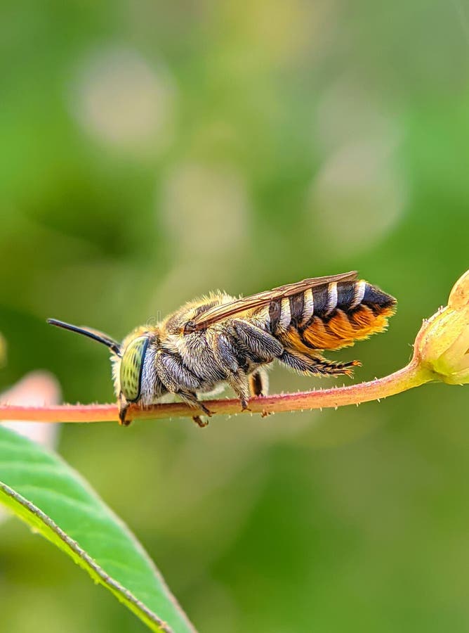 Sleeping Bee stock image. Image of insect, sleeping - 300748445