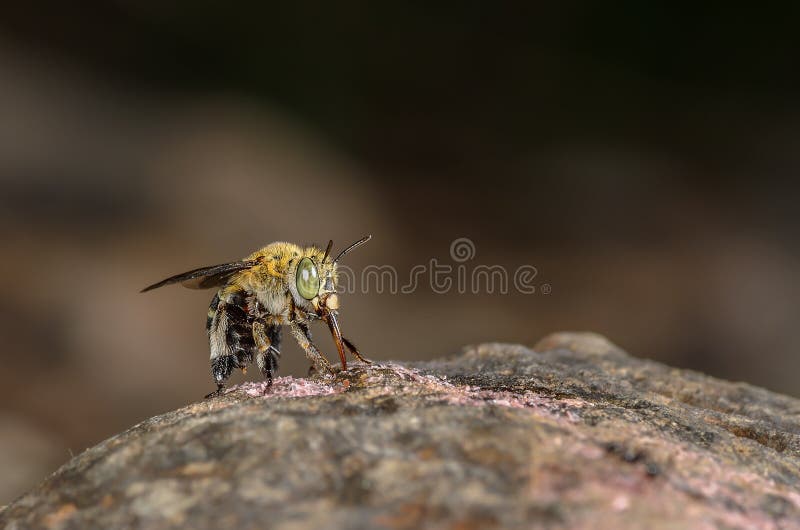 Bee on stone. stock photo. Image of animal, fluffy, yellow - 86248450
