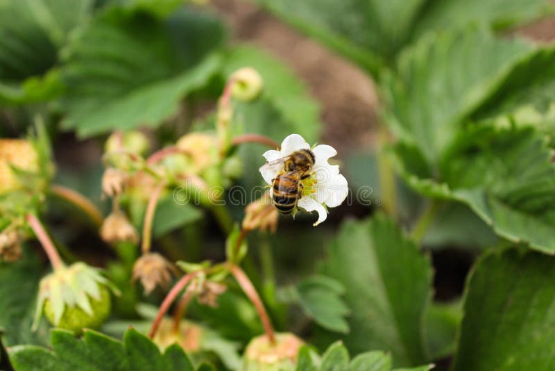 Bee on the Strawberry Flower Stock Image - Image of insect, plant ...