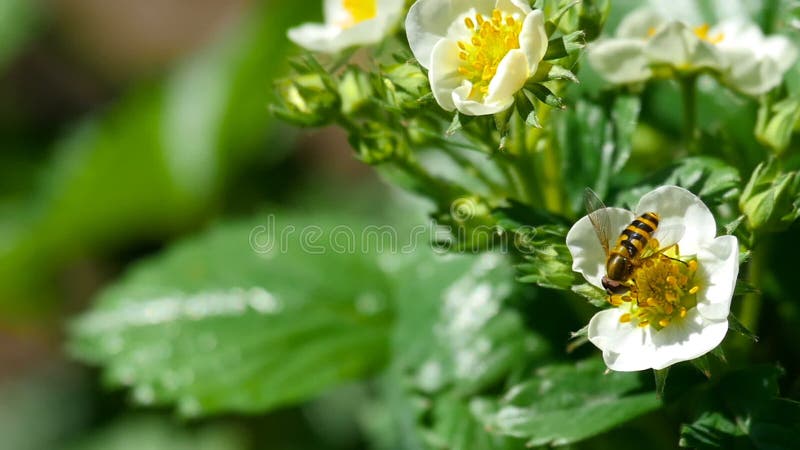 Bee on strawberry flowers stock video. Video of color - 93988775