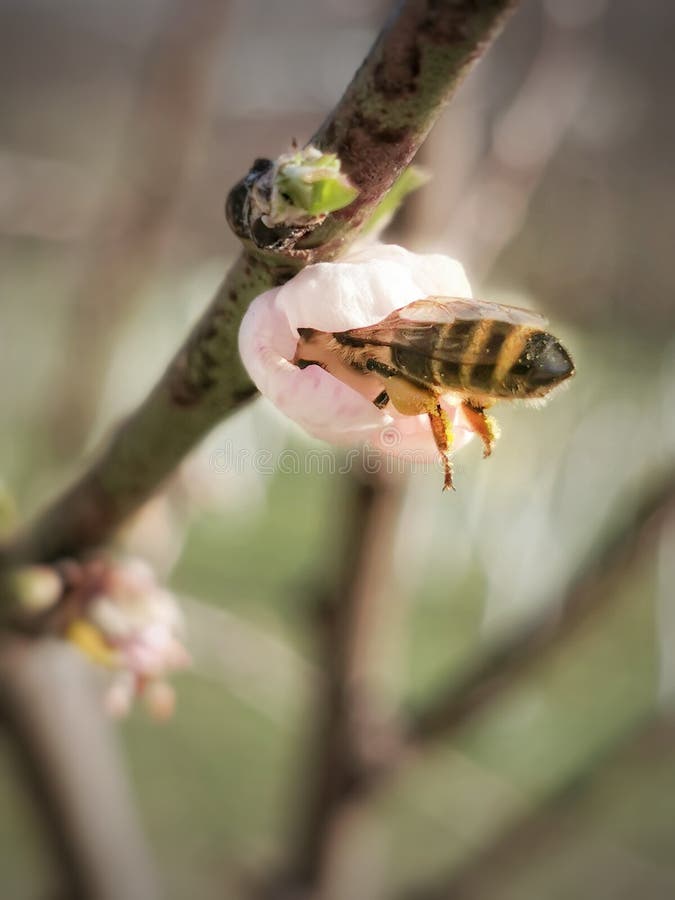 Bee Stuck in a Blossom stock photo. Image of plant, wildlife - 178038898