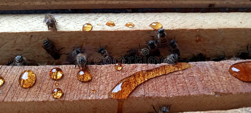 The bee at the stup stock image. Image of stup, honey - 263961669