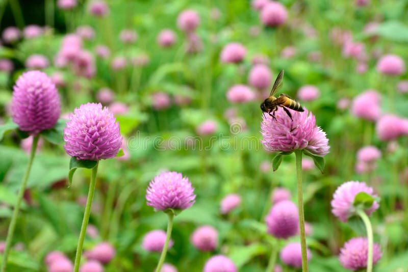 Bee sucking amaranth stock photo. Image of pink, amaranth - 32709188