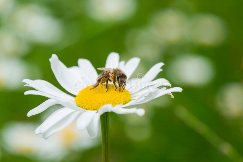 Bee Sucking Nectar from a Daisy Flower Stock Photo - Image of floral ...