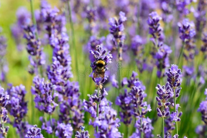 Bee Sucking Nectar from Lavender Flower Stock Photo - Image of flower ...