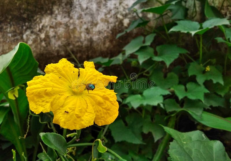 A Bee Sucking Nectar from a Yellow Flower Stock Photo - Image of tree ...