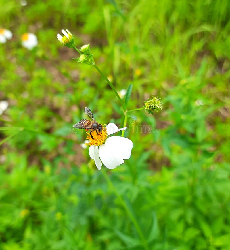 A bee sucking pollen stock photo. Image of sucking, pollen - 262285512