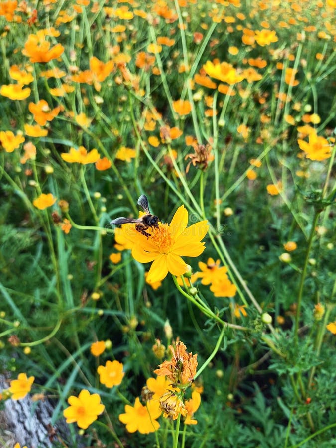 Bee sucking pollen stock photo. Image of grass, pollen - 288915014