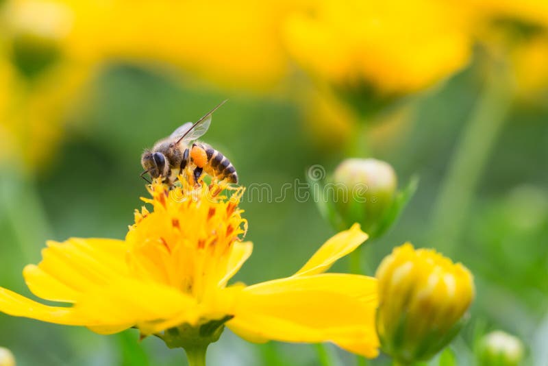 Bee Sucking the Yellow Cosmos S Syrup Stock Image - Image of plant ...