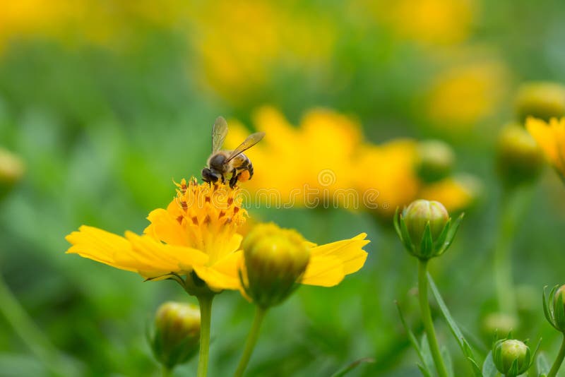Bee Sucking the Yellow Cosmos S Syrup Stock Image - Image of background ...