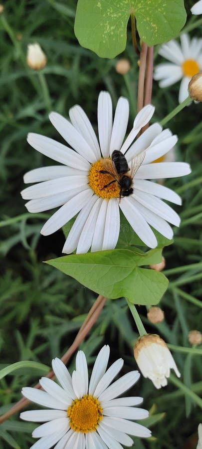 A Bee Sucks the Nectar of a Chamomile Flower Stock Photo - Image of ...