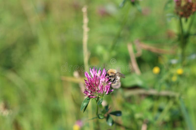 Bee Sucks Nectar from a Red Clover Blossom Stock Image - Image of fauna ...