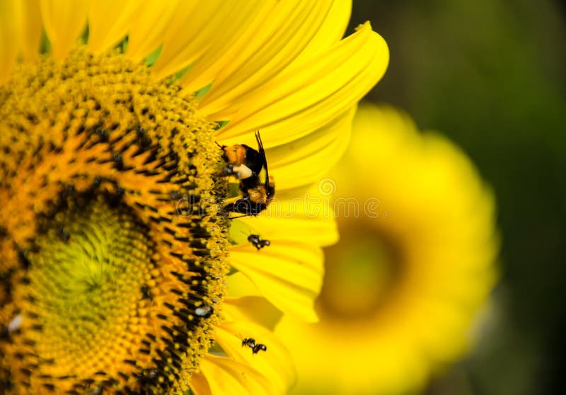 Bee in sun flower stock image. Image of farm, agriculture - 53100887